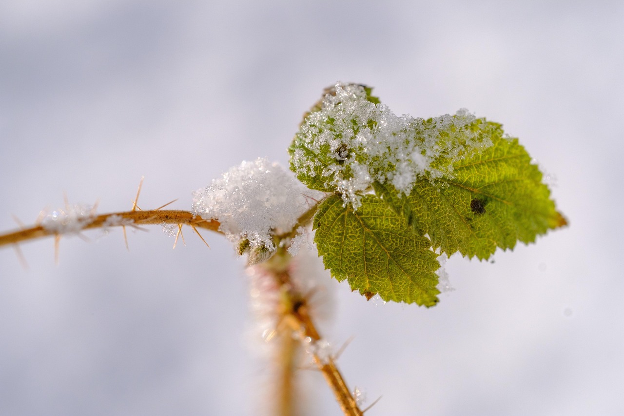 Sheet Thorn Frost - Free photo on Pixabay - Pixabay