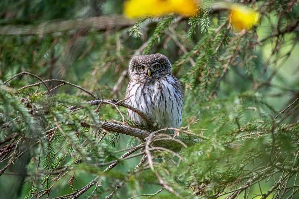 Eurasian Pygmy Owl Bird - Free photo on Pixabay