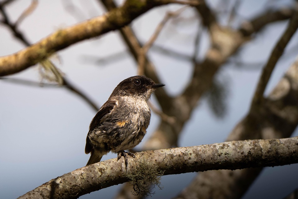 Bird Reunion Stonechat Species - Free photo on Pixabay