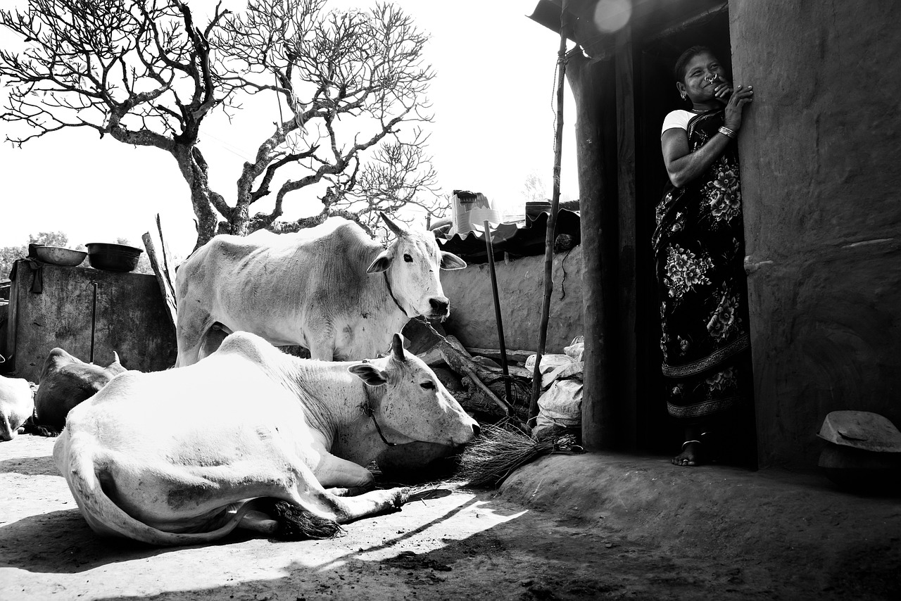 Woman Cows Cattle - Free photo on Pixabay - Pixabay
