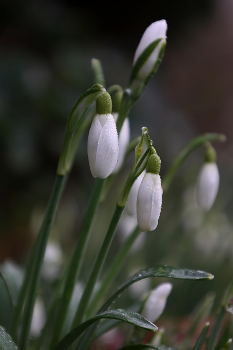 Flower Snowdrop Galanthus - Free photo on Pixabay - Pixabay