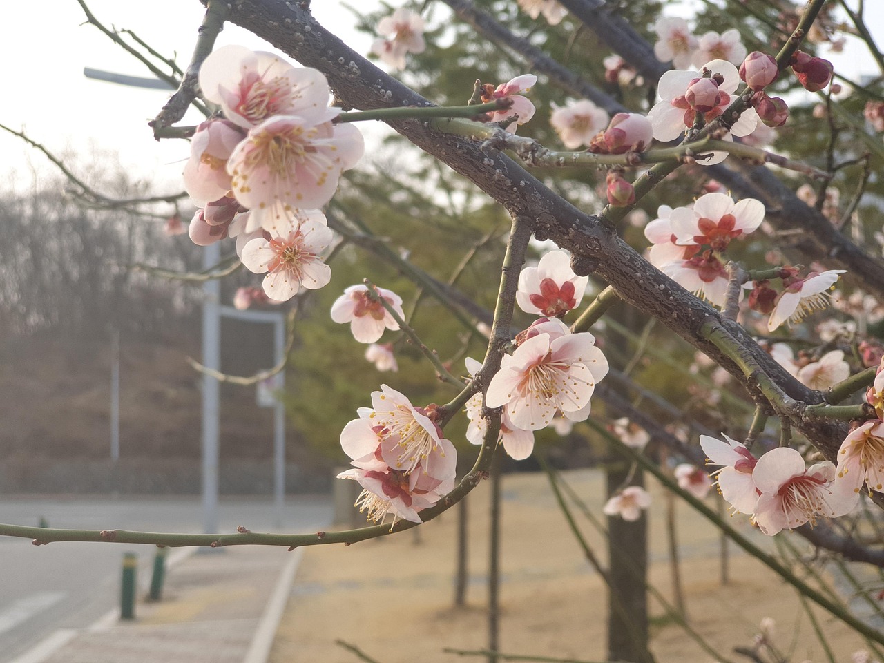 Bunga Cherry Musim Semi - Foto gratis di Pixabay - Pixabay