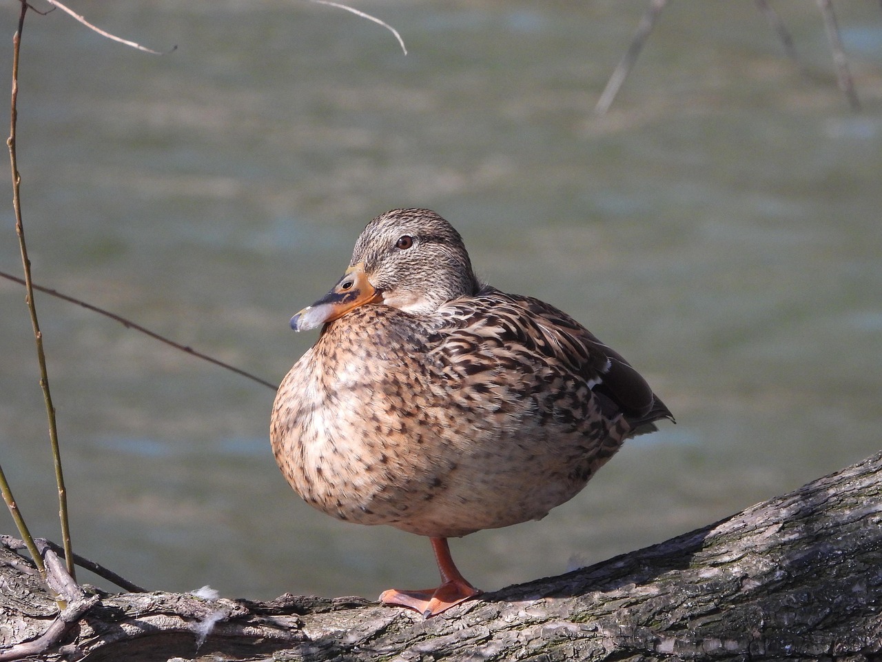 Duck Bird Nature - Free photo on Pixabay - Pixabay