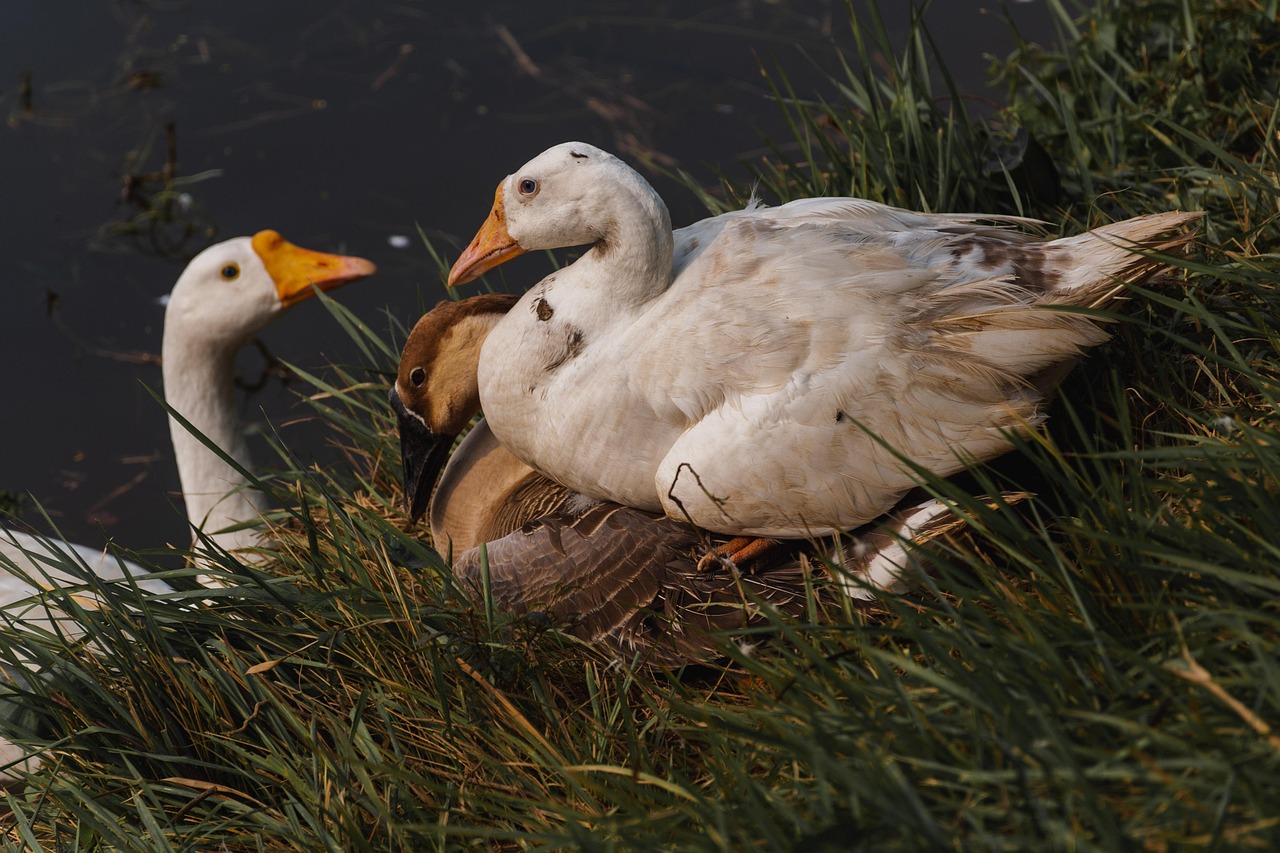 Aves Patos Ornitología - Foto gratis en Pixabay