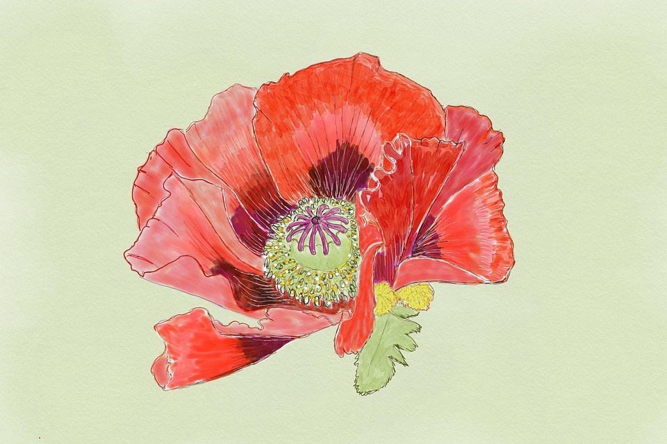 Poppy Red Drawing - Free photo on Pixabay