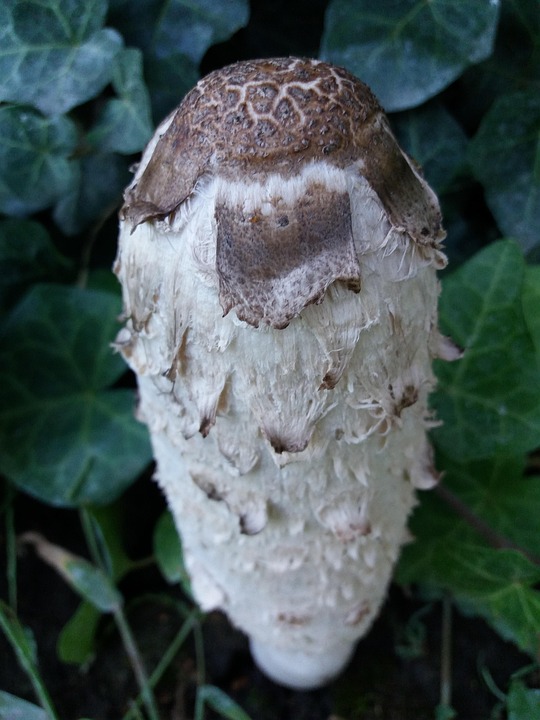 Mushroom Autumn Squid - Free photo on Pixabay - Pixabay