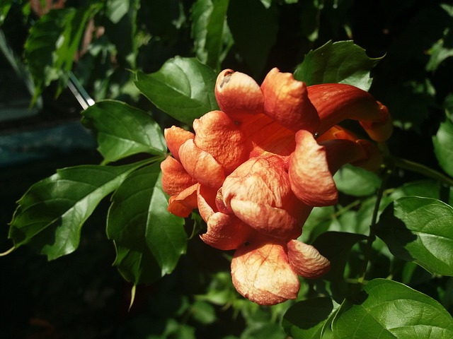 Flower Nature Flowers - Free photo on Pixabay - Pixabay