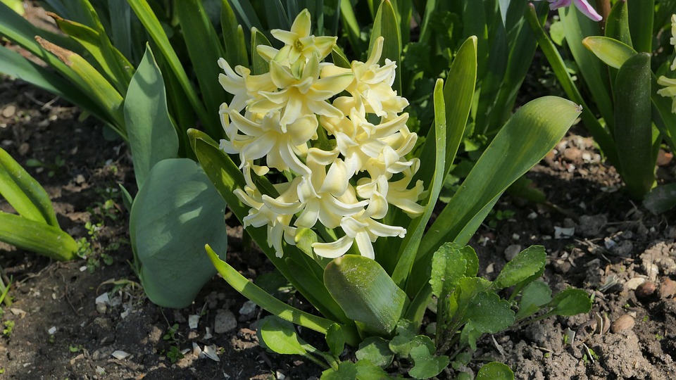 Hyacinth Flower - Free photo on Pixabay - Pixabay