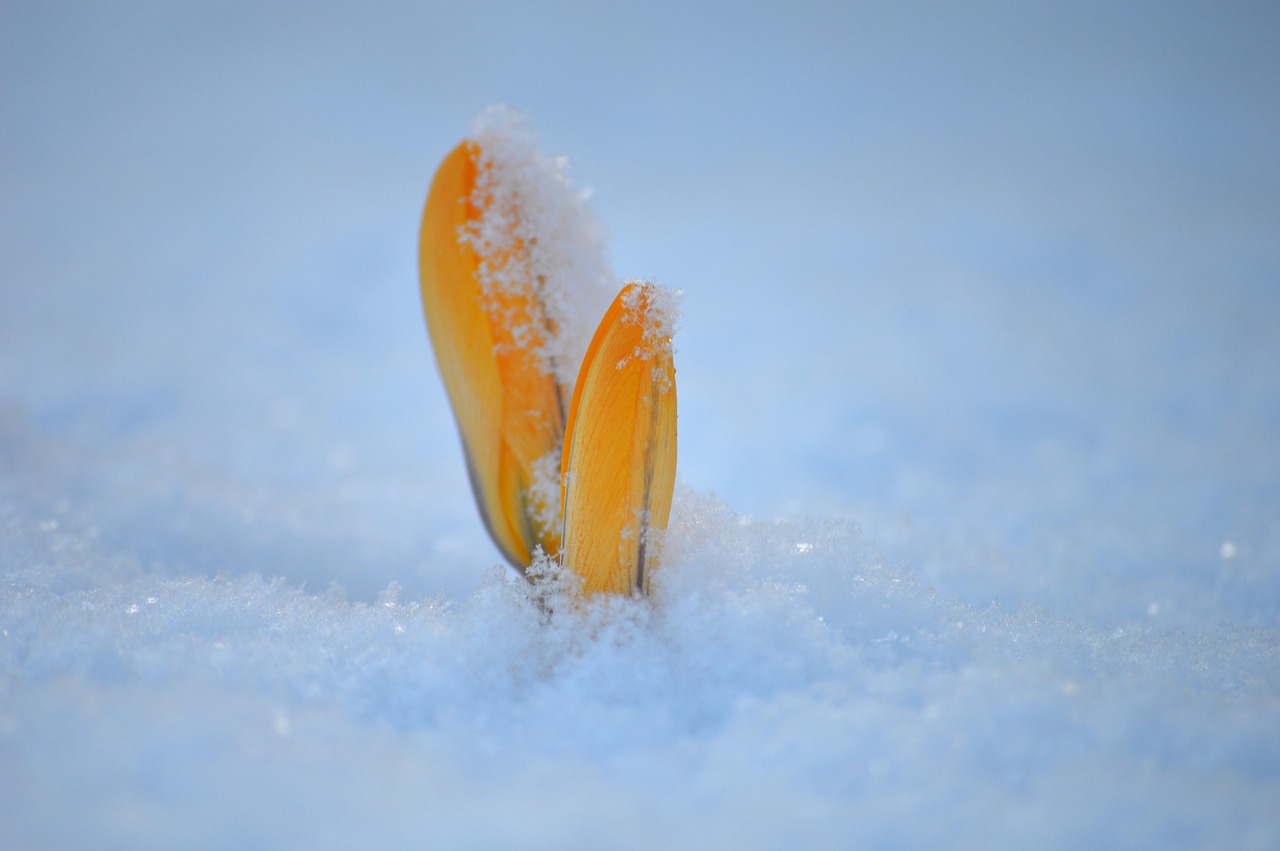Crocuses Flower Buds Snow - Free photo on Pixabay - Pixabay