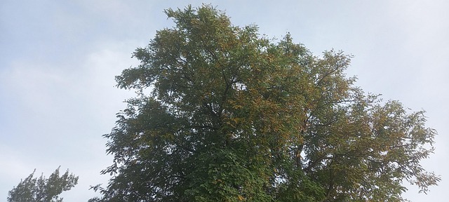 Copa Árbol Ramas - Foto gratis en Pixabay - Pixabay