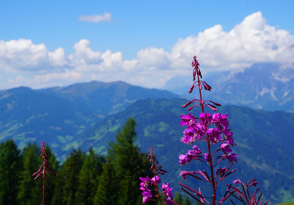 Flowers Mountains Austria - Free photo on Pixabay