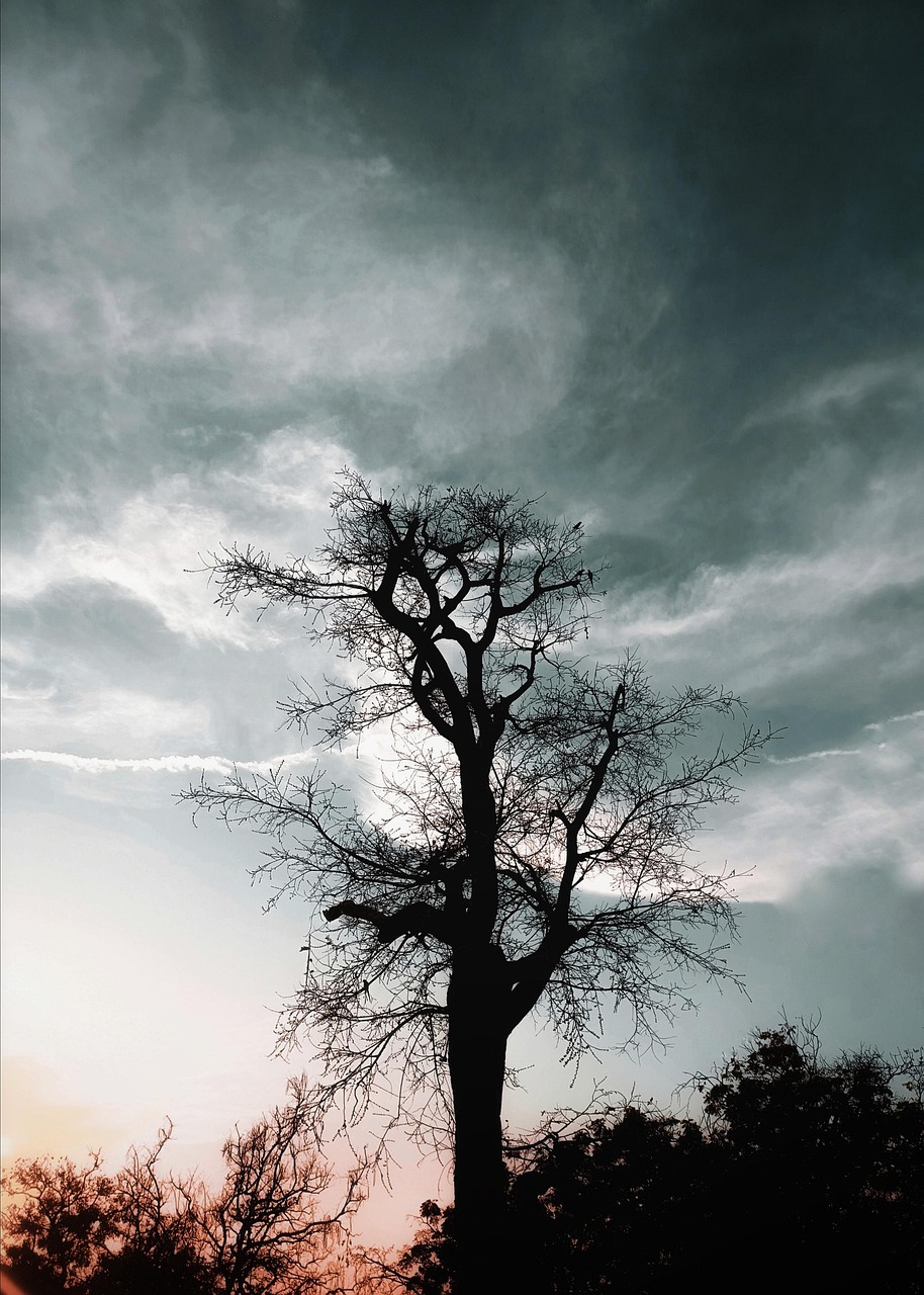 Ashutosh Kaushik Tree Dawn - Free photo on Pixabay - Pixabay