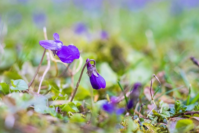 Sweet Violets Violet Flowers - Free photo on Pixabay - Pixabay