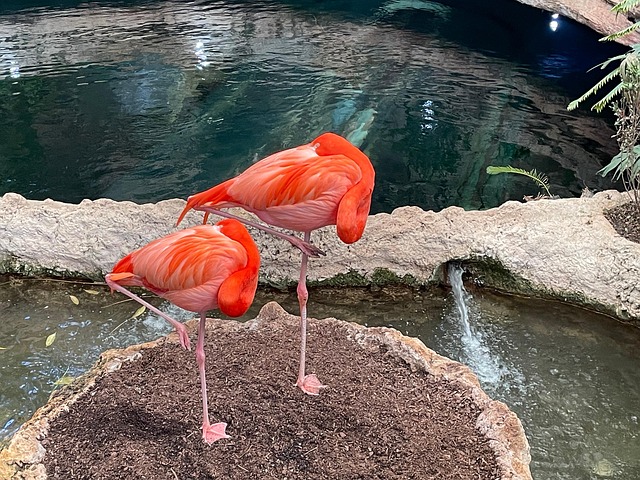 Flamingo Zoo Animal Bird Pink - Free photo on Pixabay - Pixabay