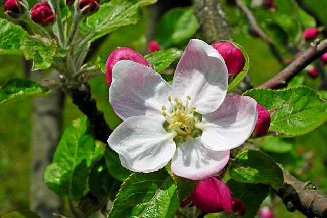 Apple Blossom Flower Spring - Free photo on Pixabay - Pixabay