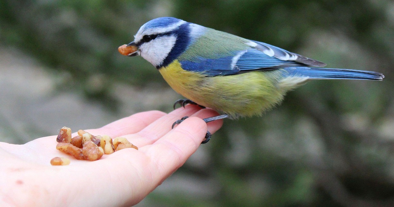 Tom-Tit Tit Feeding - Free photo on Pixabay