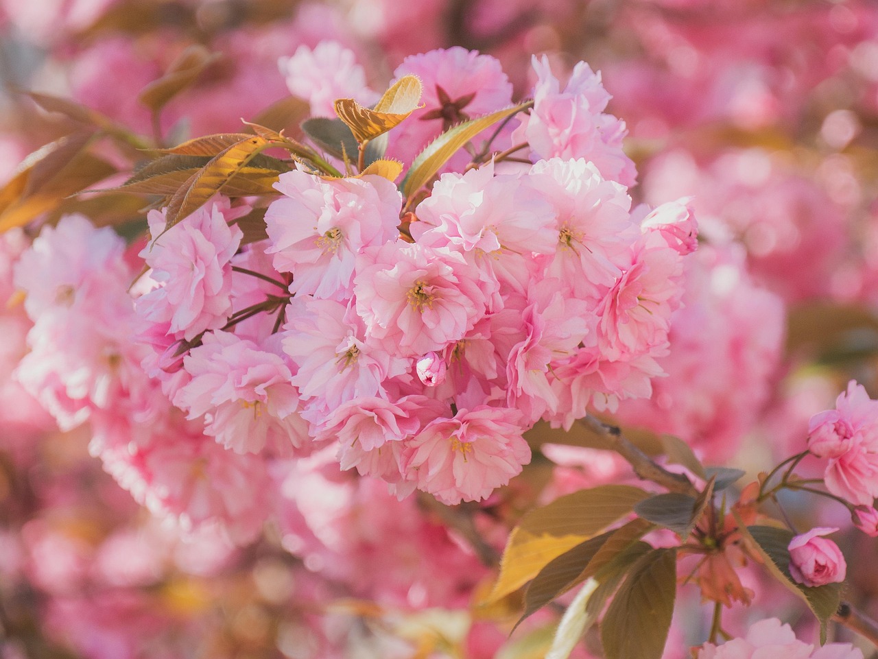 Cherry Blossoms Pink Flowers - Free photo on Pixabay - Pixabay