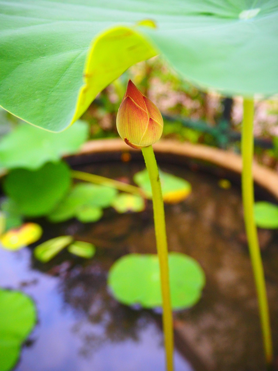 Pink Lotus Flower - Free photo on Pixabay - Pixabay