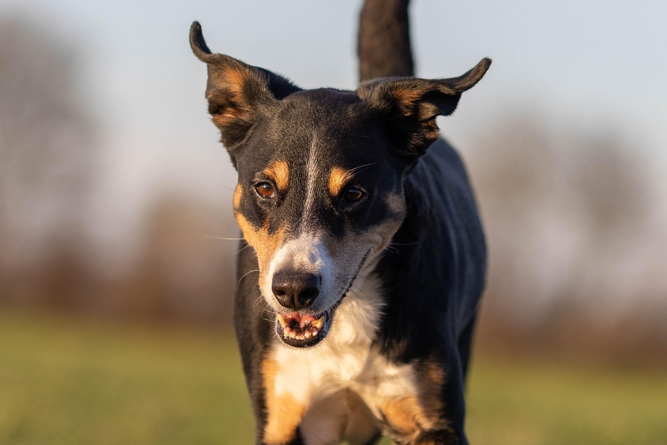 Appenzeller Sennenhund Dog Animal - Free photo on Pixabay