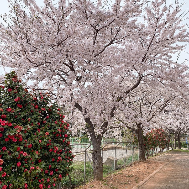 Cherry Blossom Musim Semi Pohon - Foto gratis di Pixabay - Pixabay