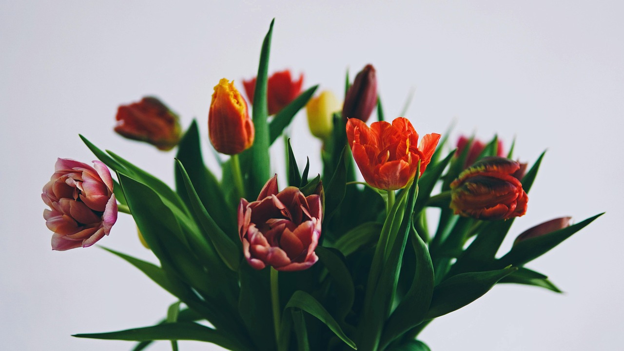 Tulip Bouquet Tulips Flowers - Free photo on Pixabay - Pixabay