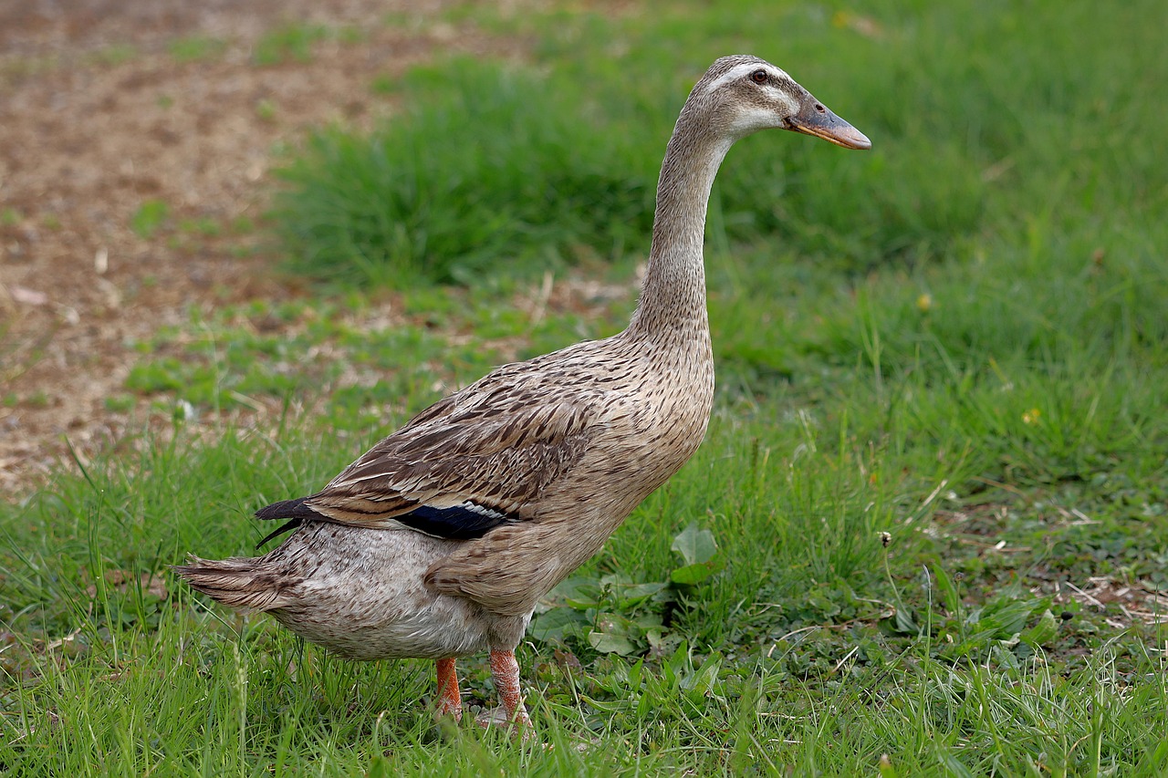 Ente Wasservogel Bauernhoftier - Kostenloses Foto auf Pixabay - Pixabay