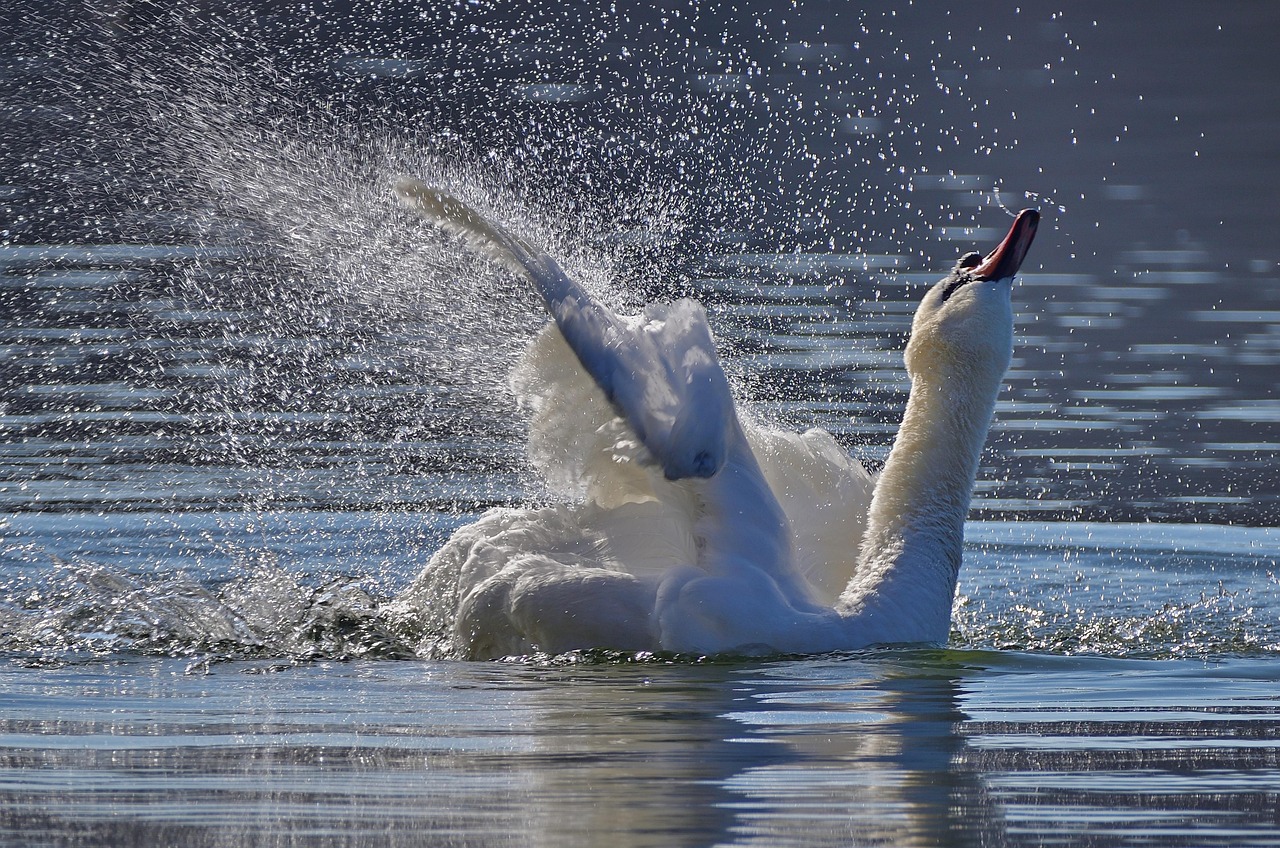 Mute Swan Bird - Free photo on Pixabay - Pixabay