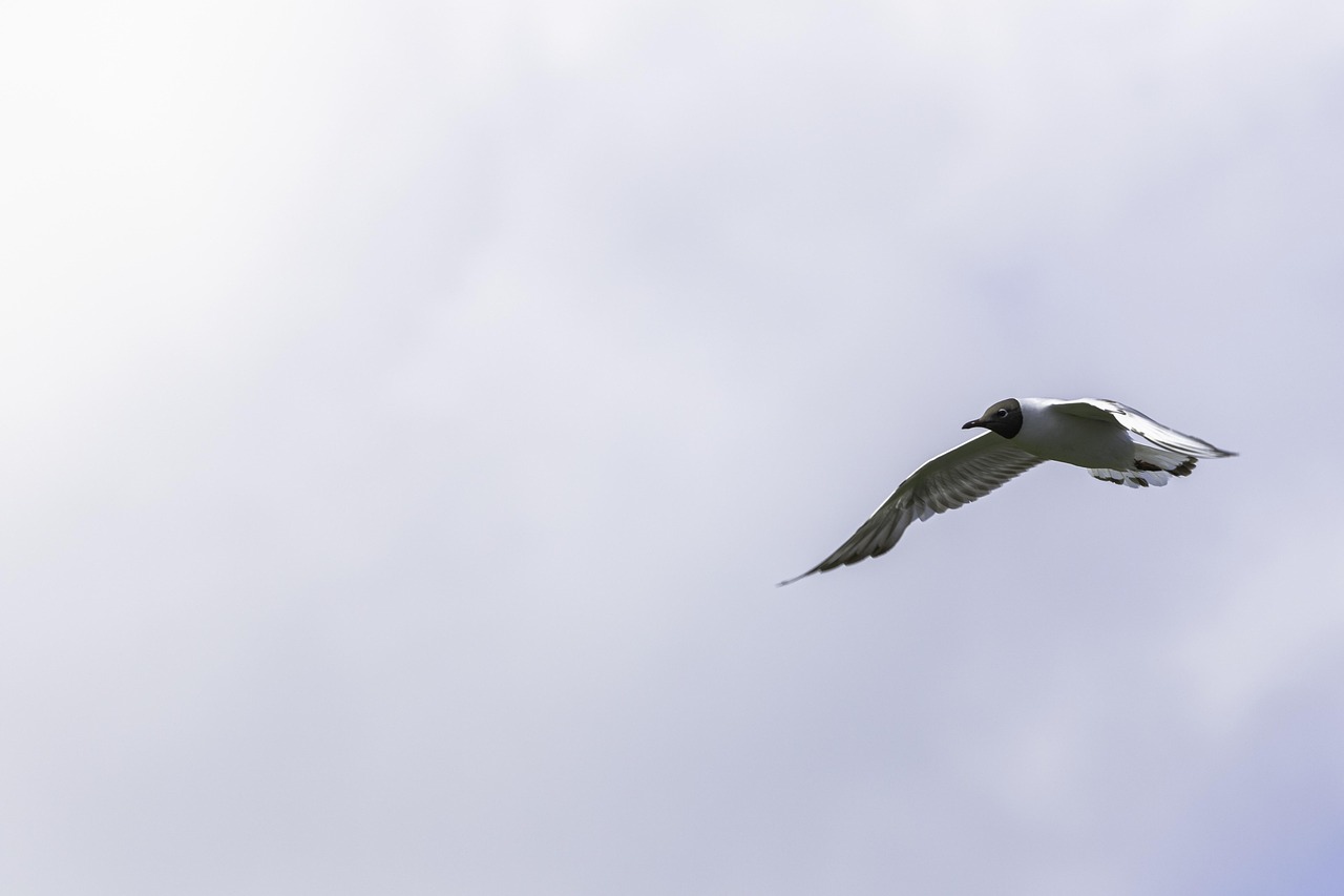 Gaviota Pájaro Naturaleza - Foto gratis en Pixabay - Pixabay