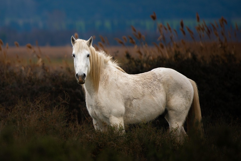 Caballo Camarga Animal - Foto gratis en Pixabay - Pixabay