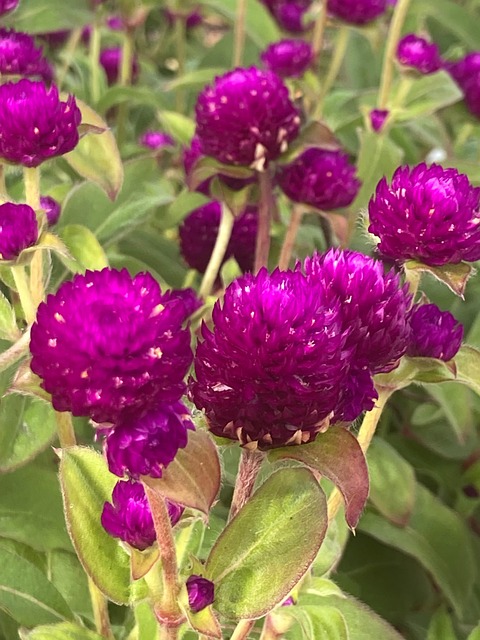 Purple Round Flowers Bloom - Free photo on Pixabay