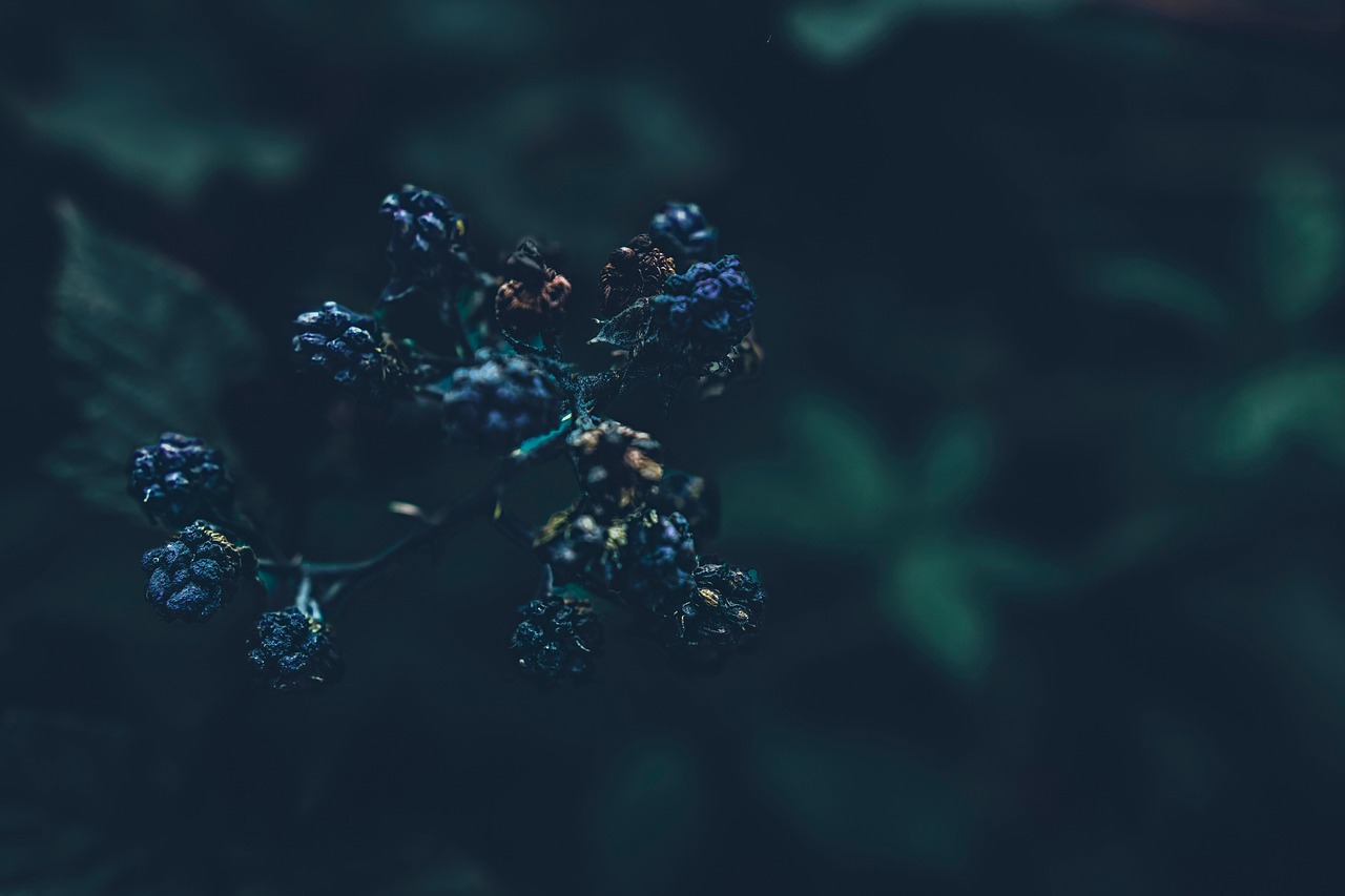 Berries Blackberries Blue - Free photo on Pixabay