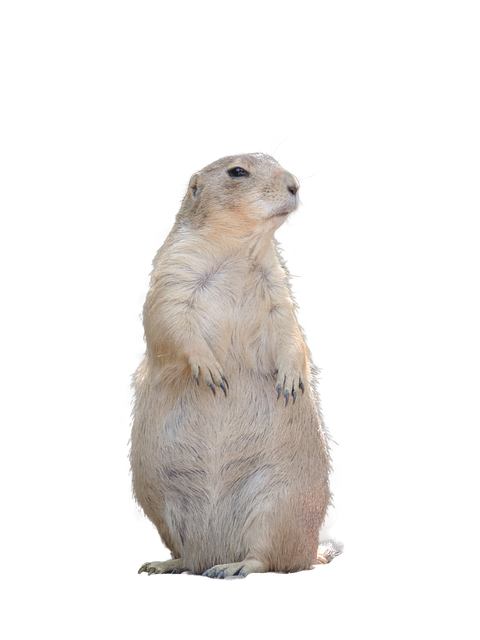 สุนัขทุ่งหญ้า สัตว์ ครัวซองต์ - ภาพฟรีบน Pixabay - Pixabay