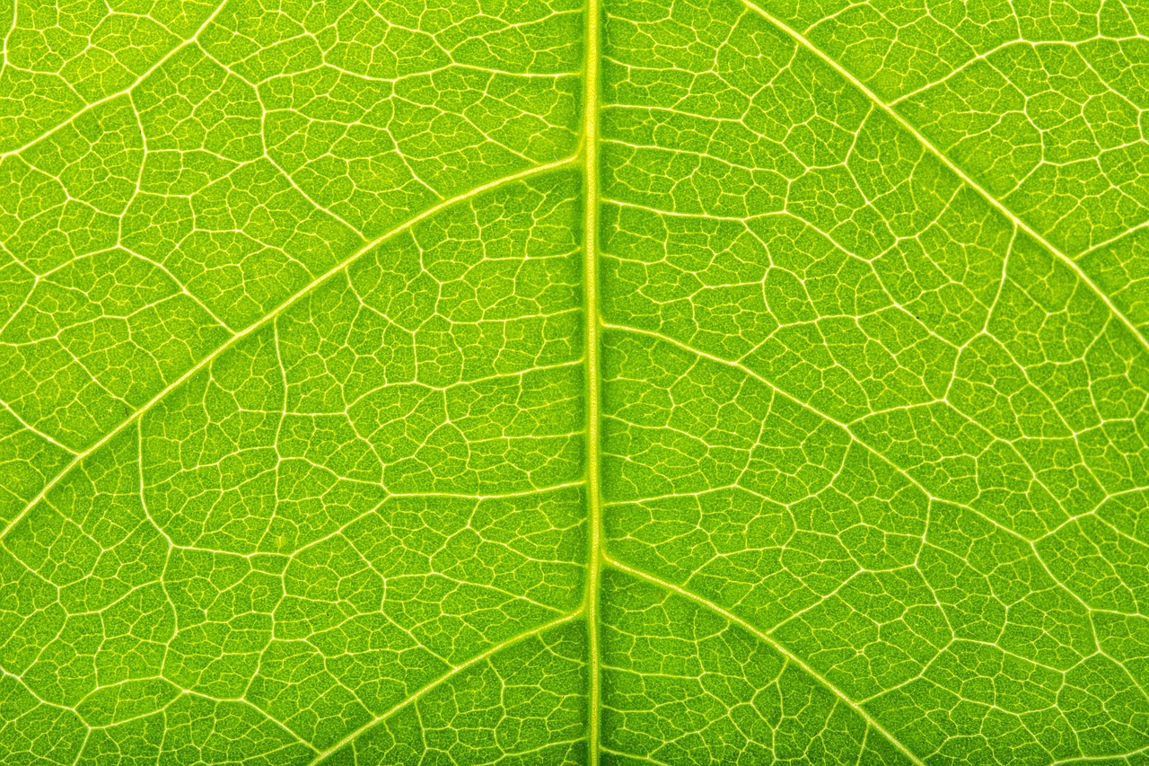 Droplet Leaf Texture - Free photo on Pixabay