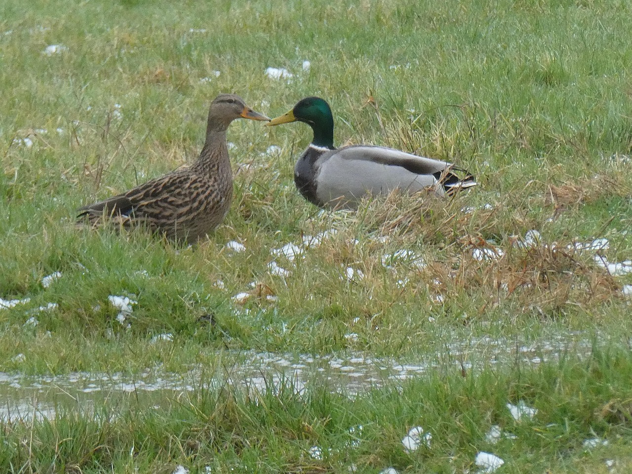 Duck Kiss Ducks Kissing - Free photo on Pixabay - Pixabay