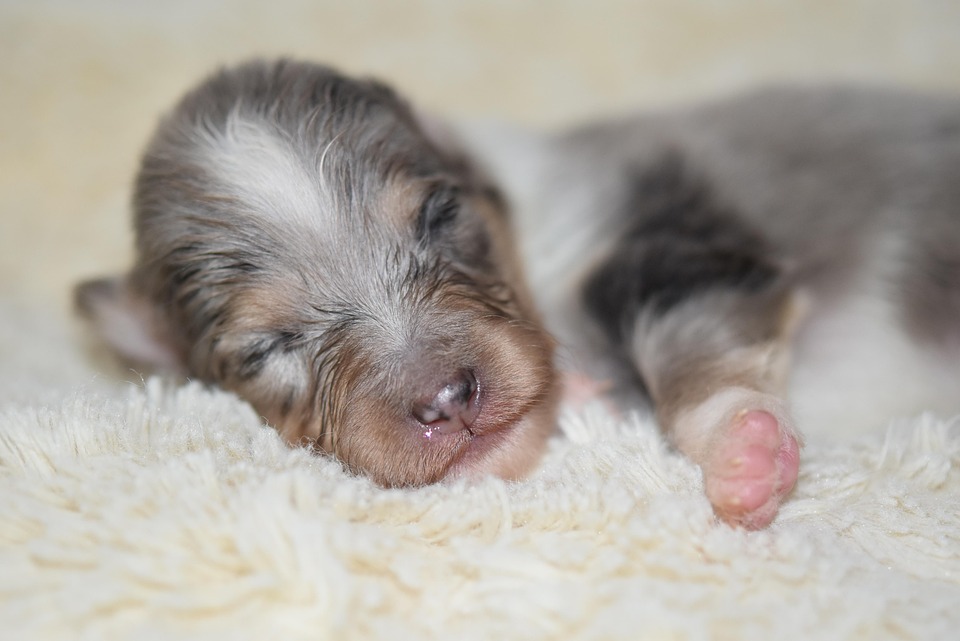 Shetland Sheepdog Puppy Newborn - Free photo on Pixabay