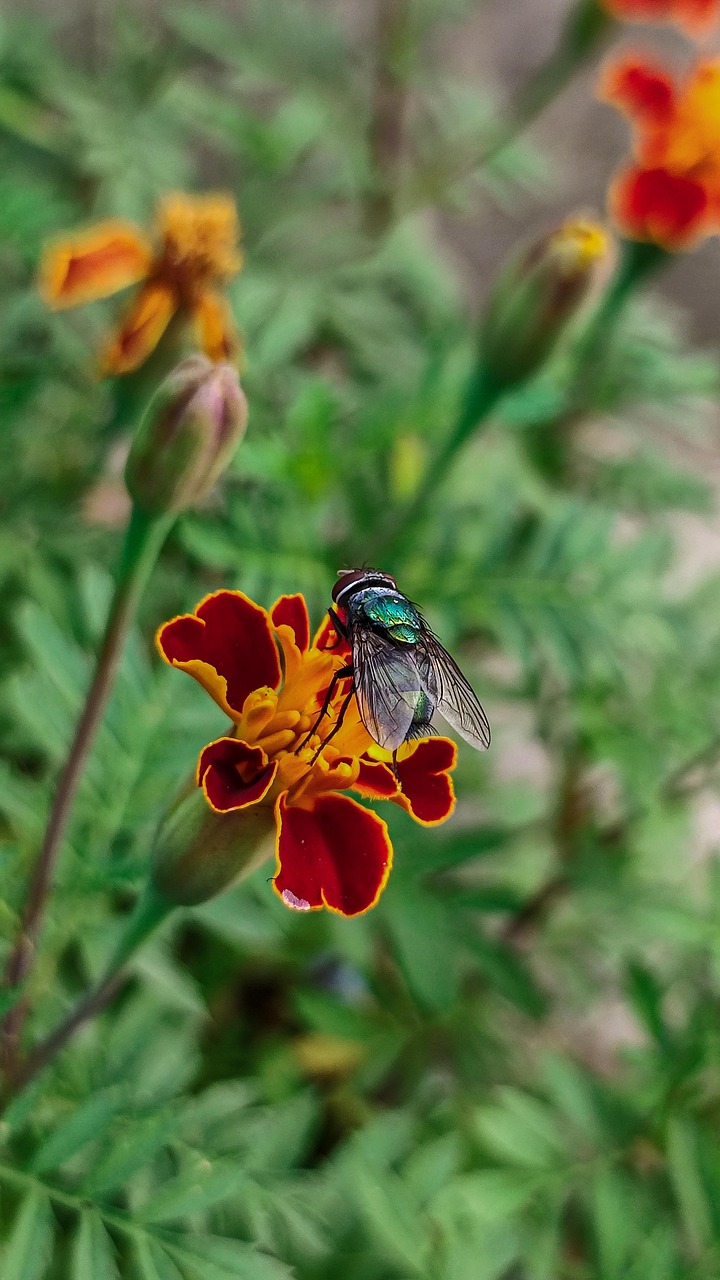 French Marigold Fly Insect - Free photo on Pixabay