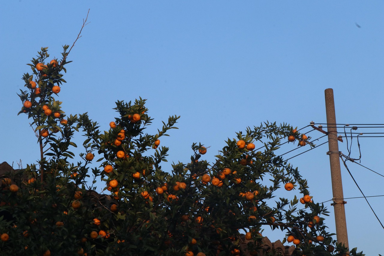 Orange Tree Blue Sky - Free photo on Pixabay - Pixabay