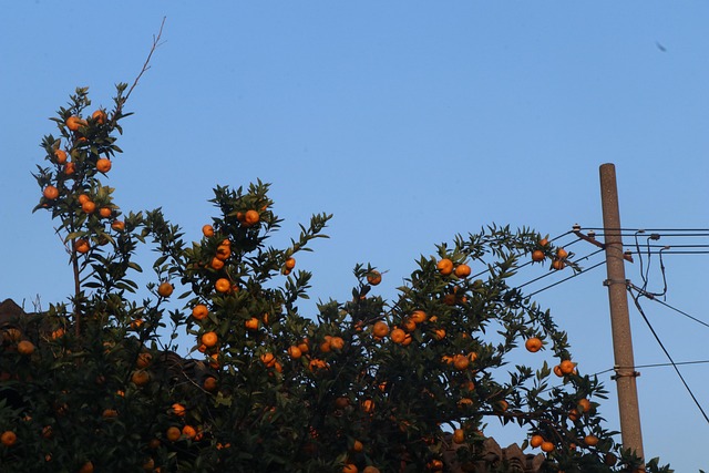 Orange Tree Blue Sky - Free photo on Pixabay - Pixabay