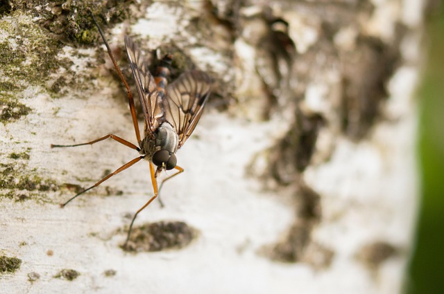Nature Insecte Voler - Photo gratuite sur Pixabay - Pixabay