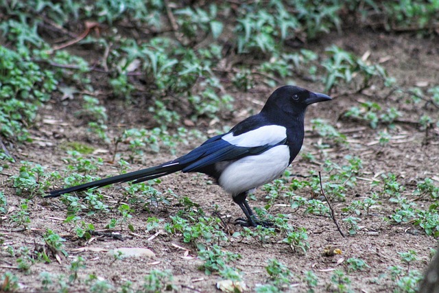 Bird Wildlife Animal - Free photo on Pixabay