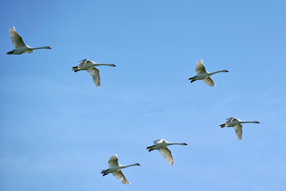 Schwan Schwarm Fliegen - Kostenloses Foto auf Pixabay