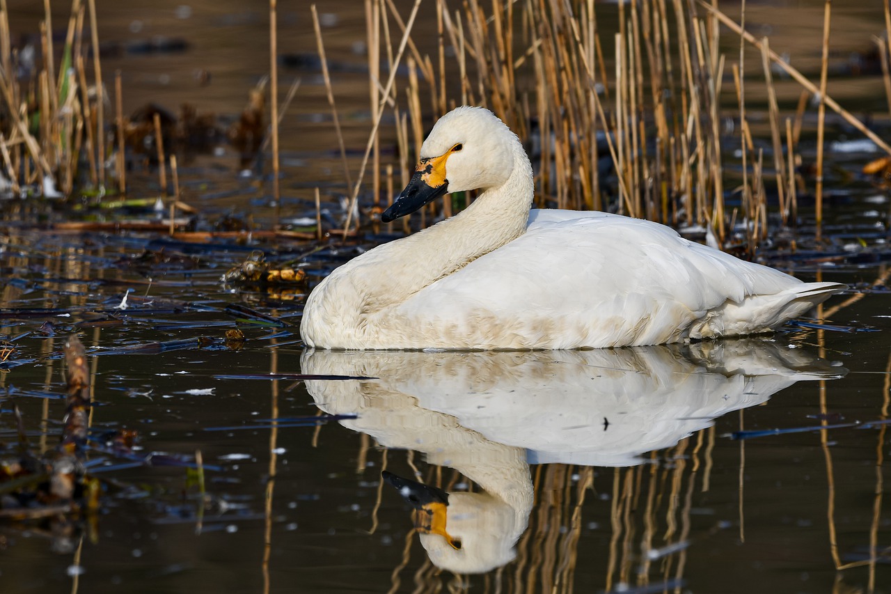 Bird Swan Whooper - Free photo on Pixabay