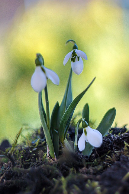 Perce-Neige Fleurs Macro Le - Photo gratuite sur Pixabay - Pixabay