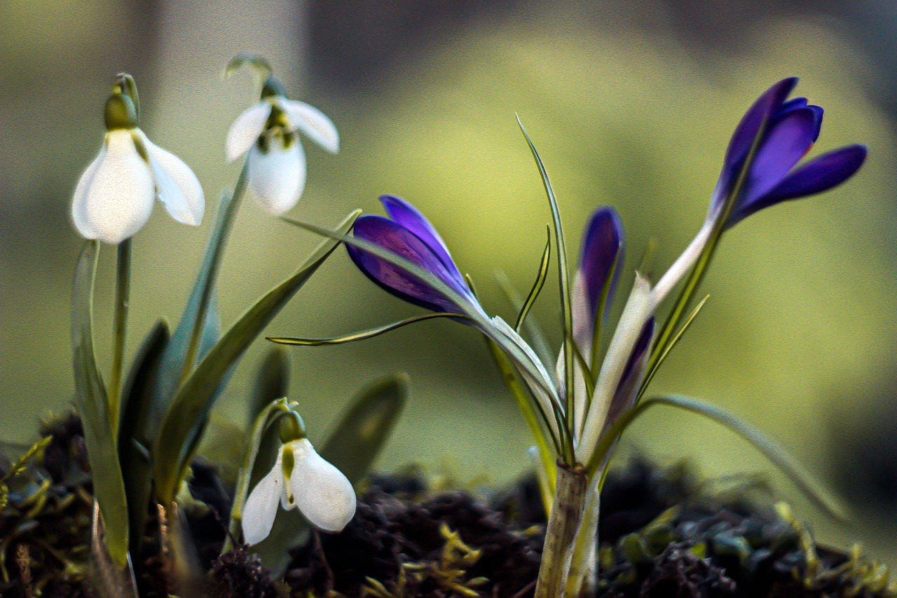 Fleurs Perce-Neige Crocus - Photo gratuite sur Pixabay - Pixabay