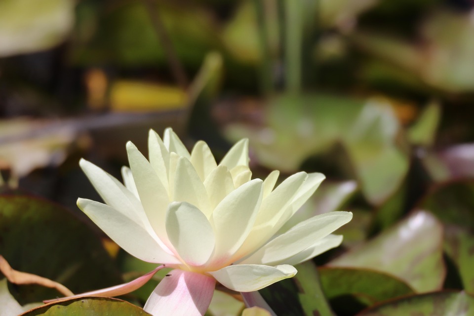 Pond Flower Nature - Free photo on Pixabay - Pixabay