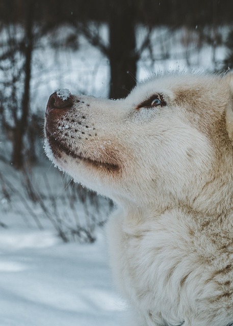 Dog Pet Animal - Free photo on Pixabay - Pixabay
