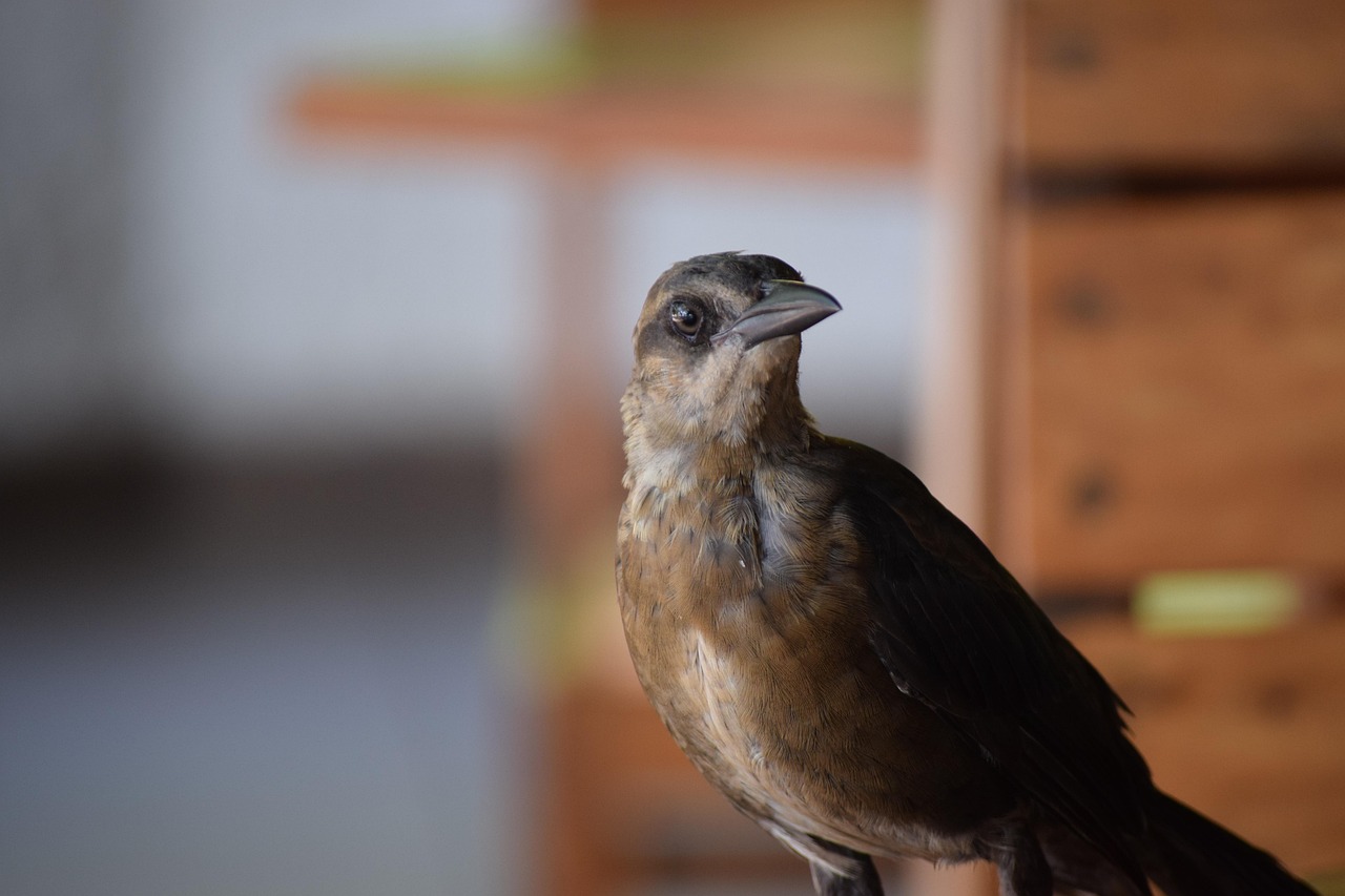 Bird Carib Grackle Ornithology - Free photo on Pixabay
