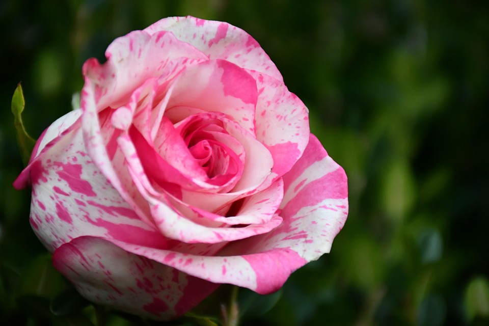 Rose Pink Rare - Free photo on Pixabay - Pixabay
