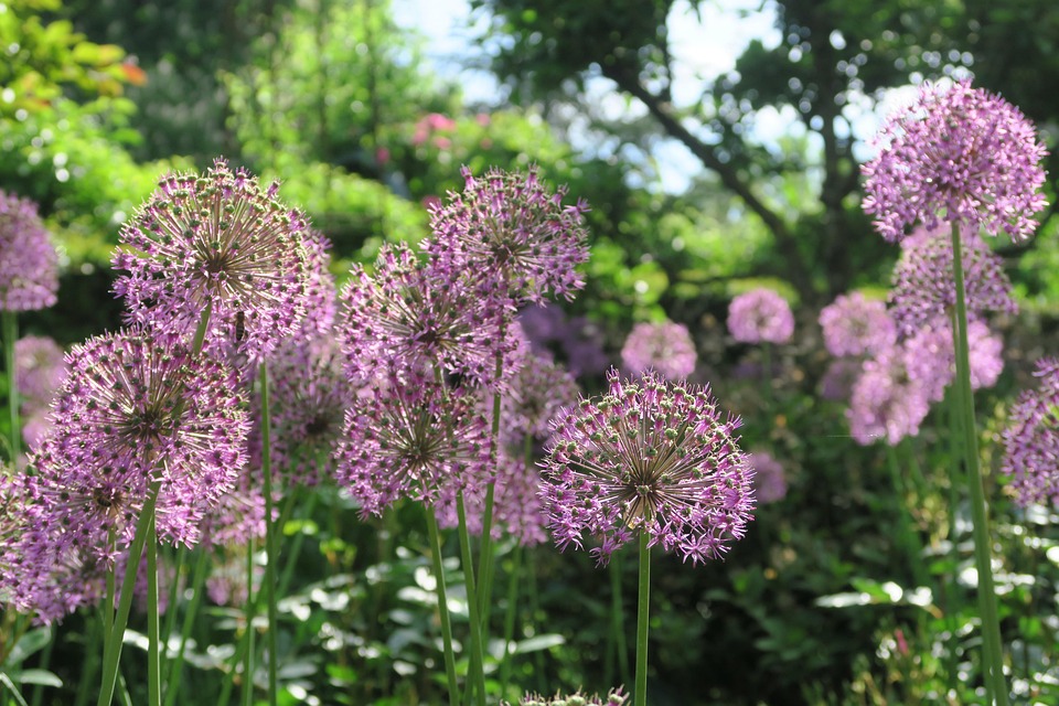 Flowers Allium Garden - Free photo on Pixabay - Pixabay