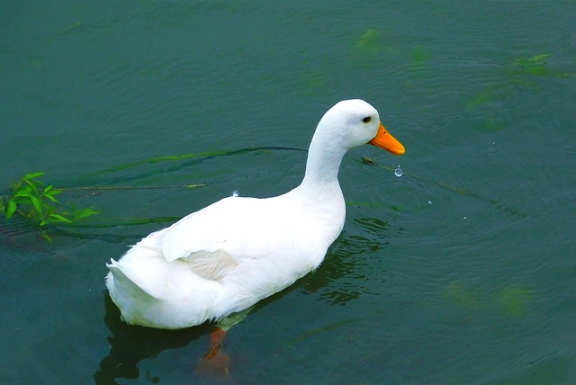 Pato Cisne Animais Selvagens - Foto gratuita no Pixabay - Pixabay